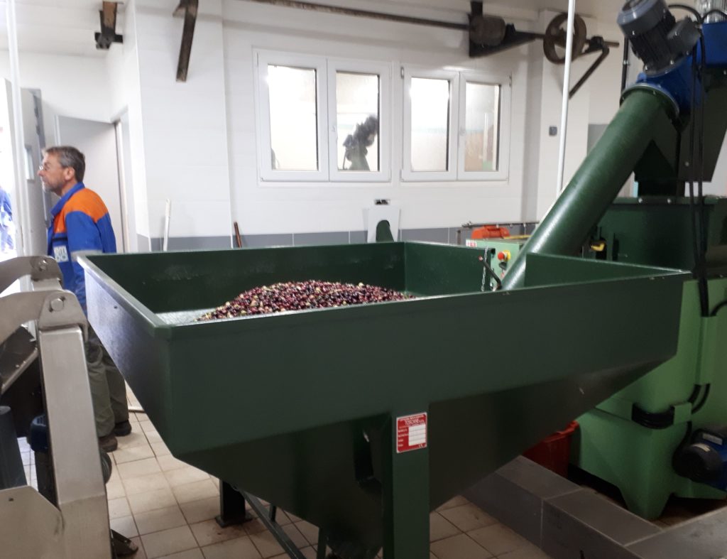 Animation sur les olives - Association Sigalloux