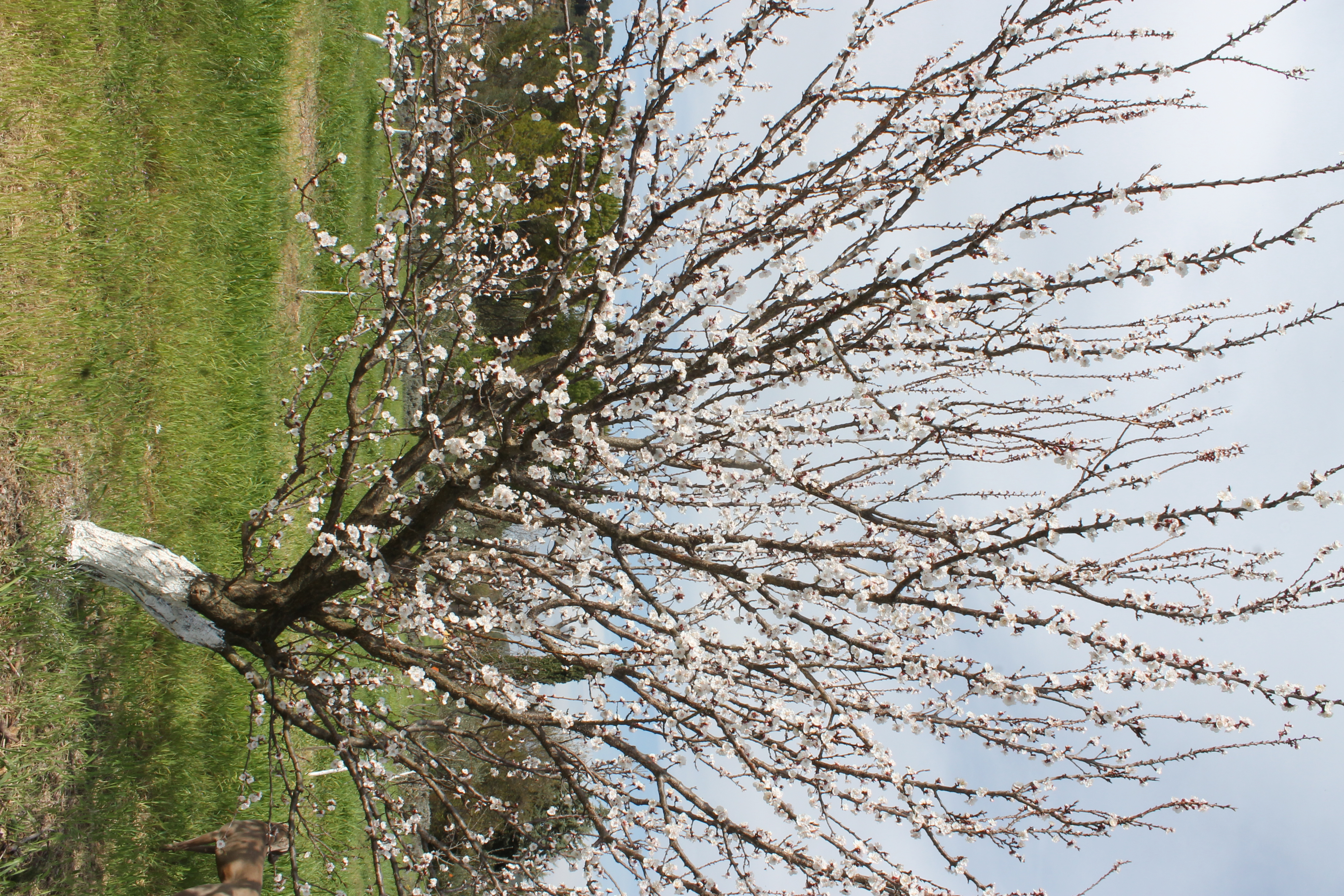 Un verger vivrier : 1 Pourquoi faire un verger vivier ? - Association ...