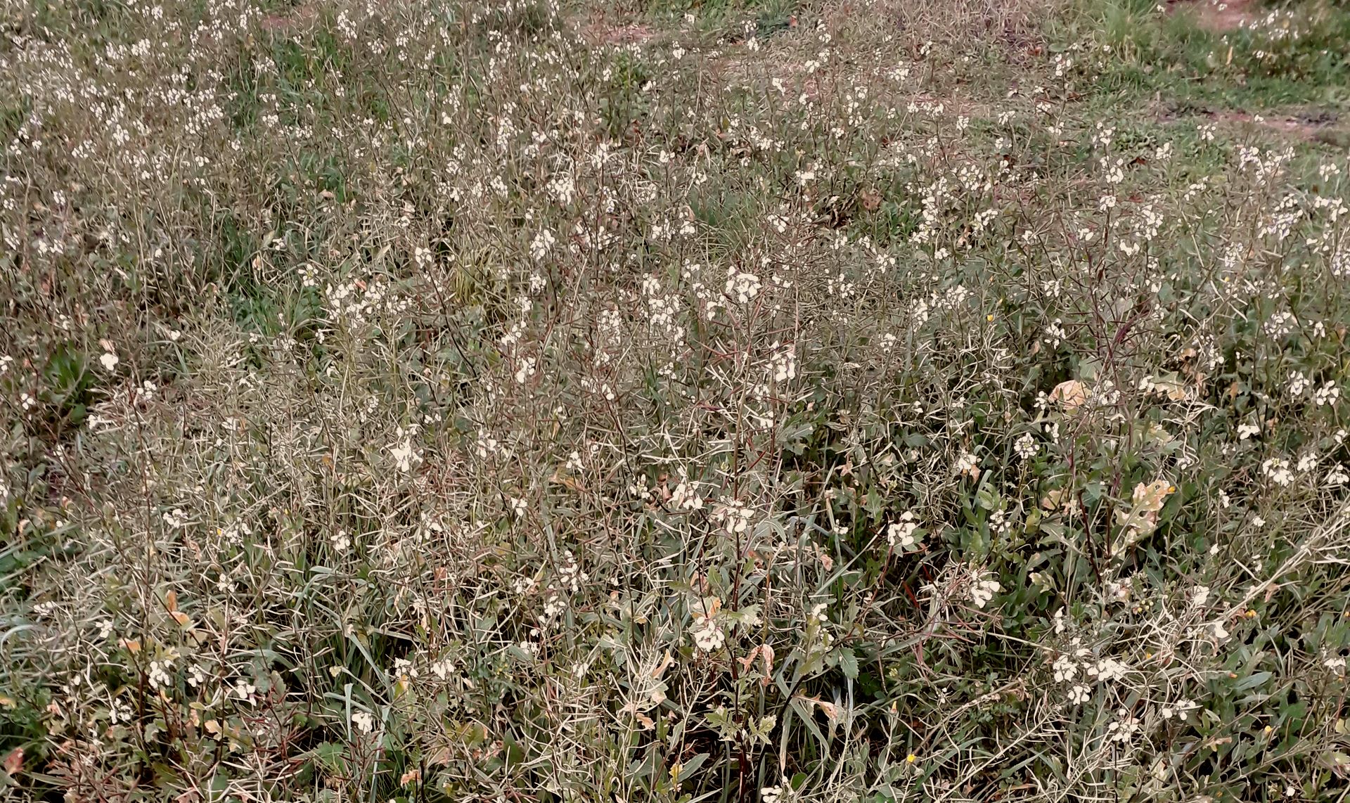 la plante du jour 01/01/20 : la ravenelle - Association Sigalloux